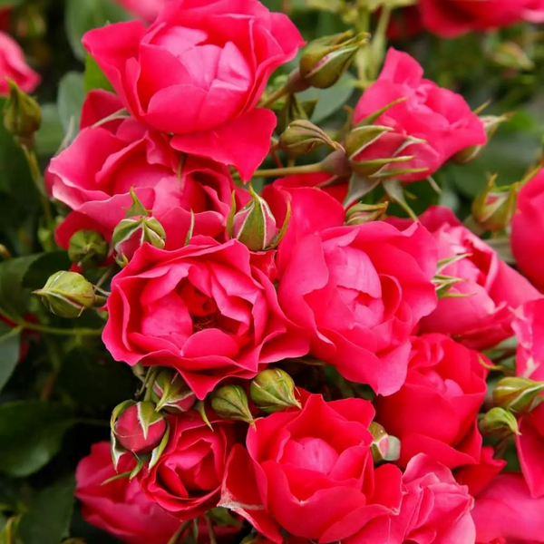 Pink Forest RoseName: Pink Forest Rose Category: F Fenghua Rose Year: – Rose_Explosion