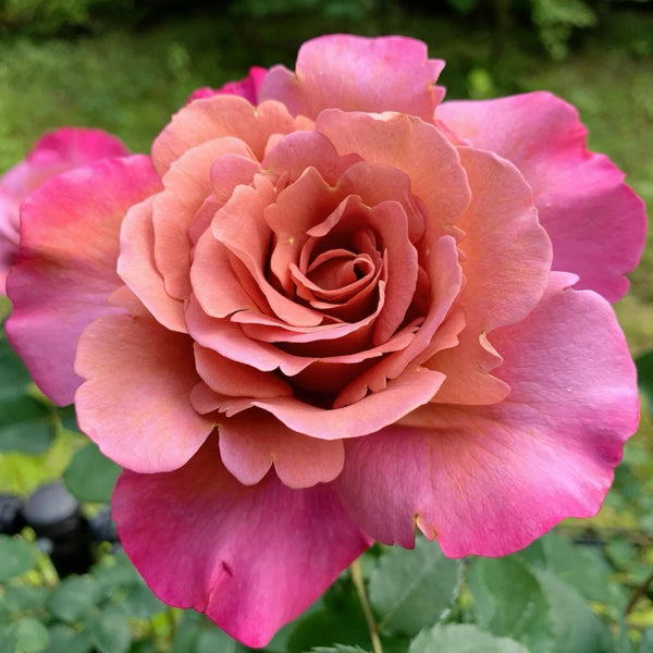 Drape Rose Plant｜帷幕 – Rose_Explosion