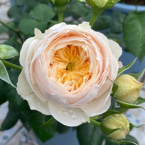 Emma Woodhouse Rose – Elegant Cream-Pink Cut-Flower from the Netherlands – Rose_Explosion