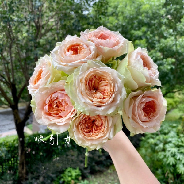 Gravity Rose Plant｜引力玫瑰 – Rose_Explosion
