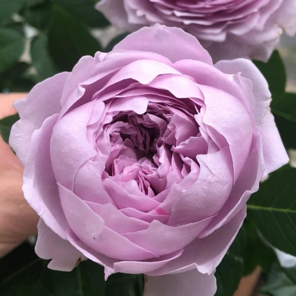 Kongmeng Rose Plant | 空蒙 – Rose_Explosion