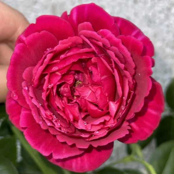 Ligare Rose Plant｜真彩230 – Rose_Explosion