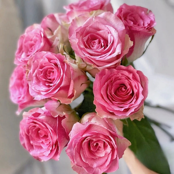 Malibu Rose Plant | 马里布 – Rose_Explosion