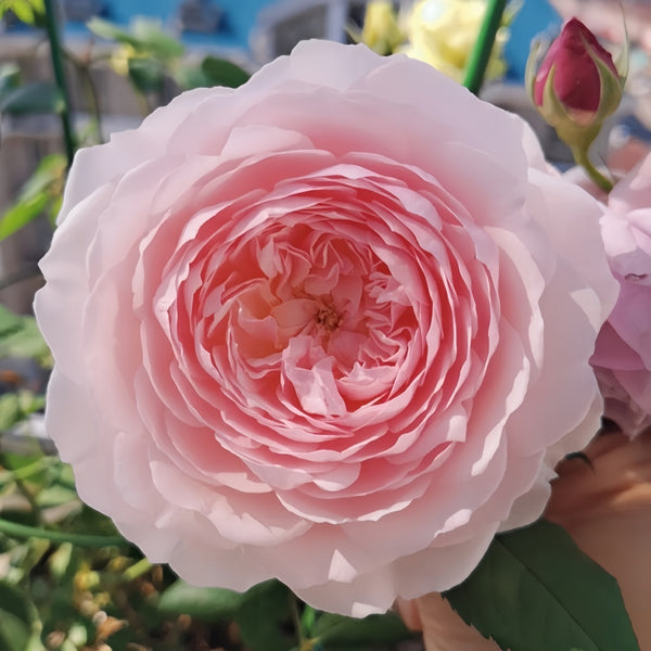 Misaki Rose Plant | Unique Japanese Rose – Rose_Explosion