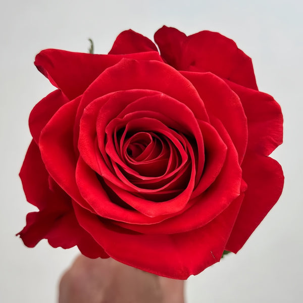 New Face Rose Plant|新面孔 – Rose_Explosion