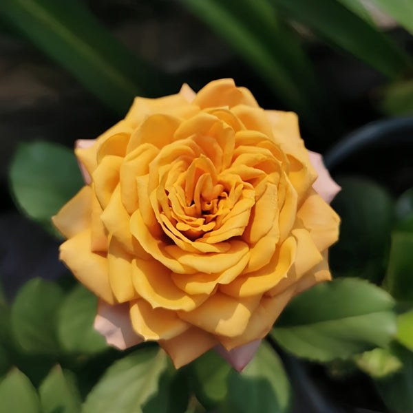 Pine Dream Rose Plant|松之梦 – Rose_Explosion