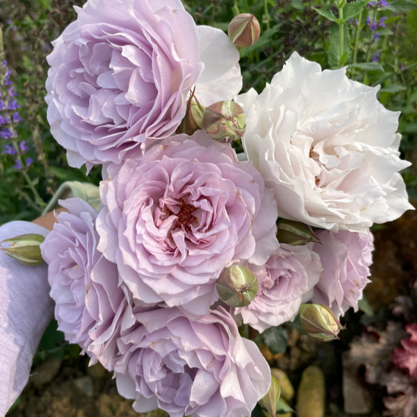 Qise rose plant｜霁色 – Rose_Explosion