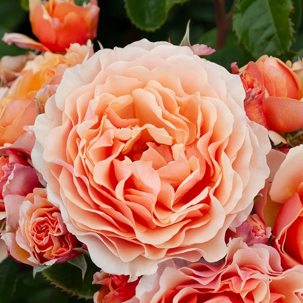 A Gardener's Dream Rose Plant|园丁之梦 – Rose_Explosion