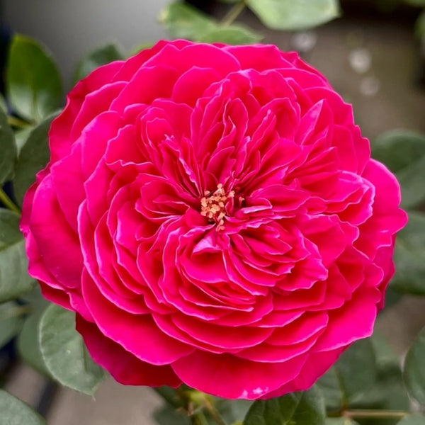Accademia Rose Plant｜阿卡德米亚 – Rose_Explosion