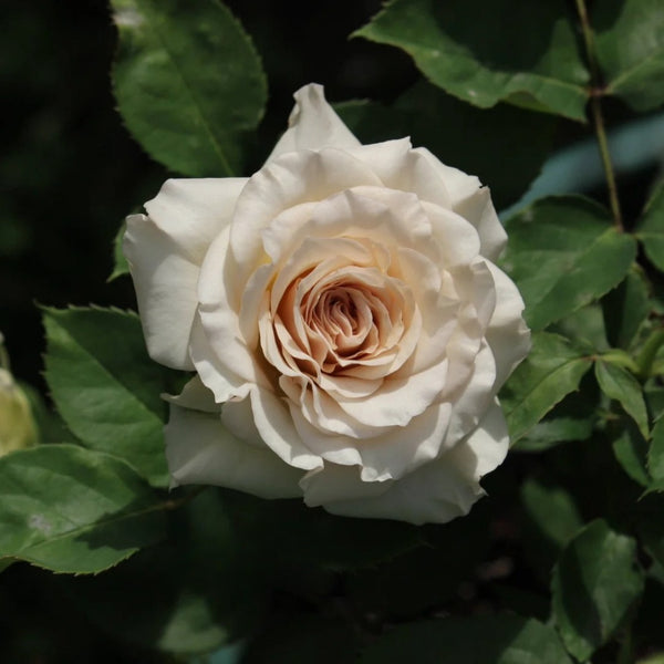 Ailes Rose Plant|翅膀/翼天使/第九天使 – Rose_Explosion