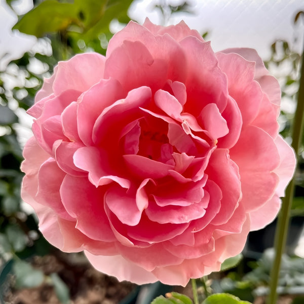 Akane Rose Plant|茜 – Rose_Explosion