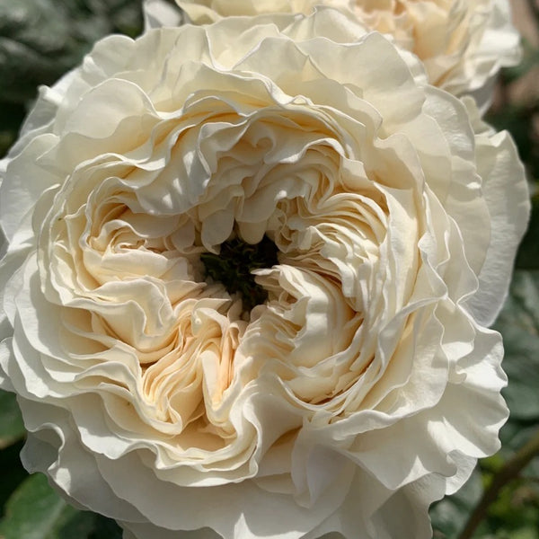 All Four Pure Rose Plant – Stunning Blooms for a Gorgeous Garden – Rose ...