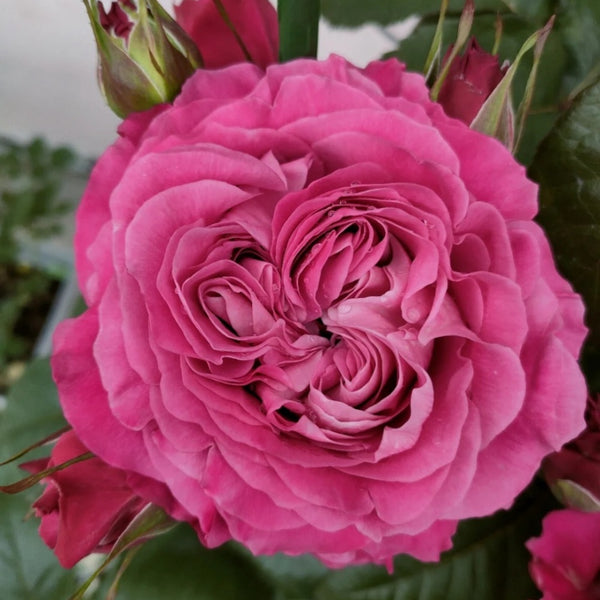 All four love Rose Plant｜四爱 – Rose_Explosion