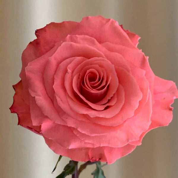 Amsterdam Rose Plant ｜阿姆斯特丹 – Rose_Explosion