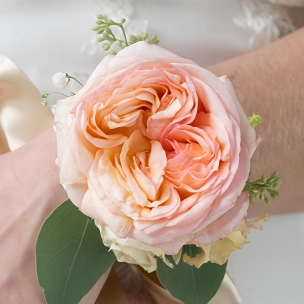 Angie Romantica Rose Plant|浪漫安琪 – Rose_Explosion