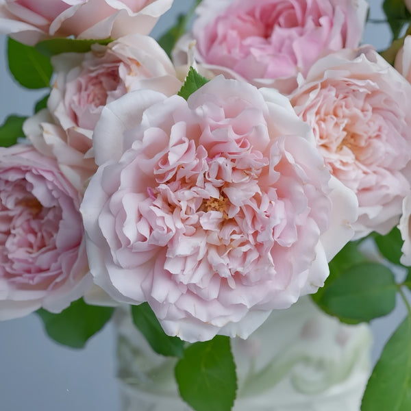 Antoinette Rose Plant|绝代艳后 – Rose_Explosion