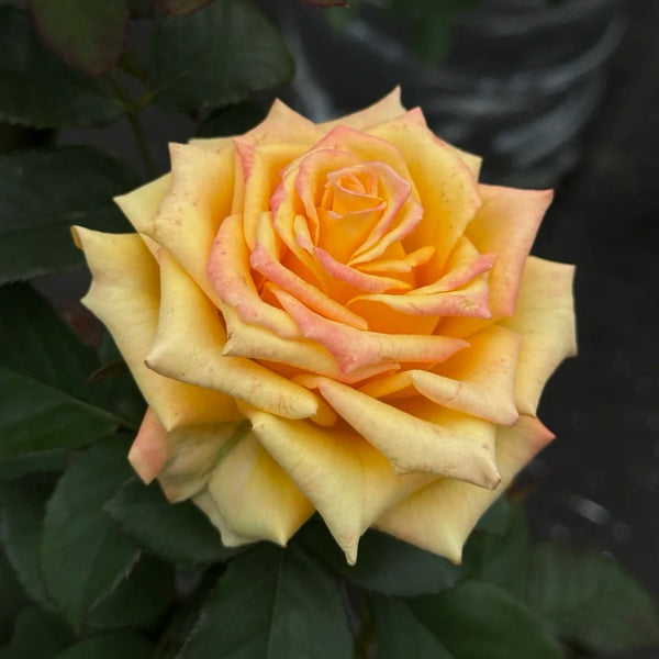 Apricot Queen Rose Plant｜杏色皇后 – Rose_Explosion