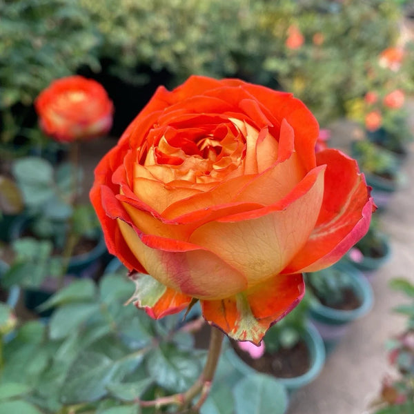 Arancia Rose Plant | 橙意 – Rose_Explosion