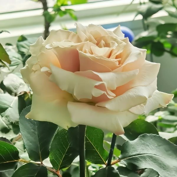 Athena Rose Plant|雅典娜 – Rose_Explosion