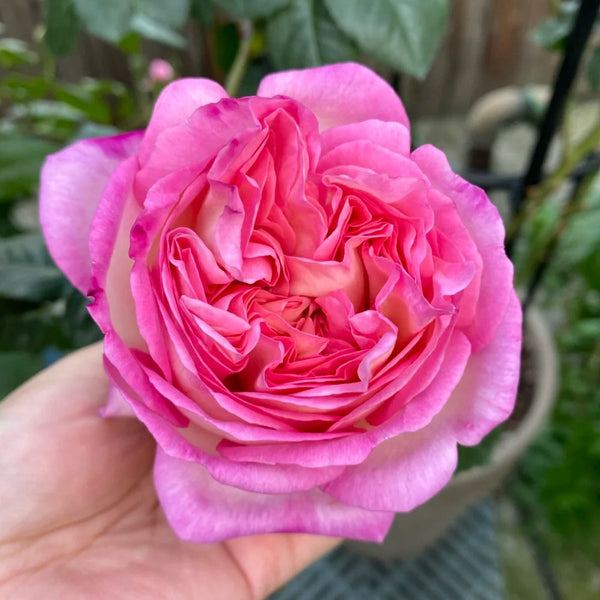 Julietta Raspberry Rose Plant|树莓茱莉塔 – Rose_Explosion