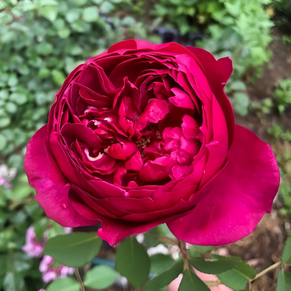Autumn Rouge Rose Plant|秋日胭脂 – Rose_Explosion