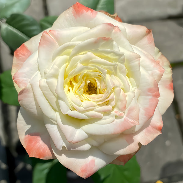 Avatar rose plant|阿凡达 – Rose_Explosion