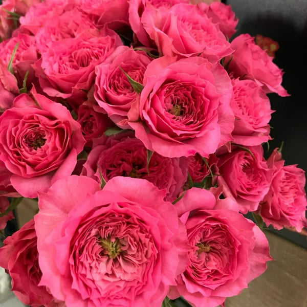 Baby Sophie Rose Plant｜苏菲宝贝 – Rose_Explosion