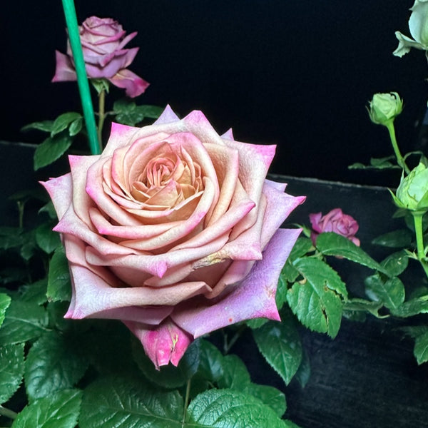 Barista Rose Plant ｜调香师 – Rose_Explosion