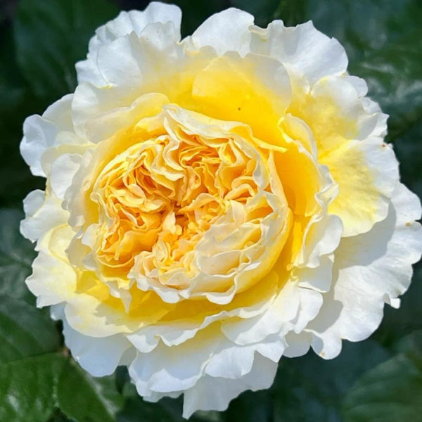 Beatrice Rose - Elegance and Charm for Your Garden – Rose_Explosion
