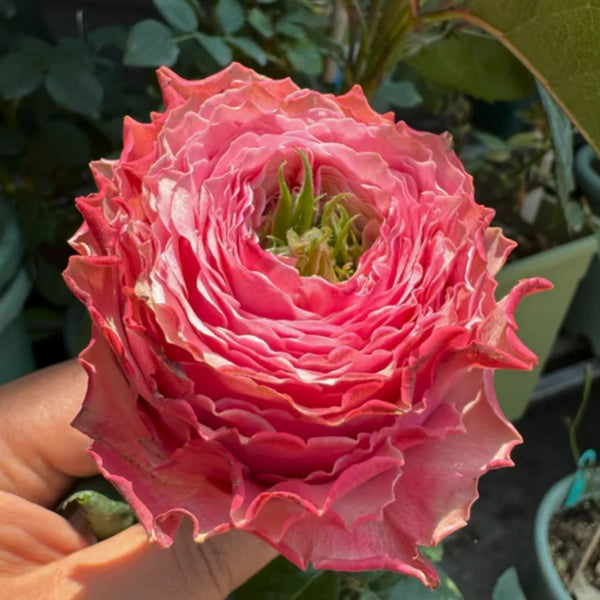 Pink ohara Rose Plant|粉哈娜 – Rose_Explosion