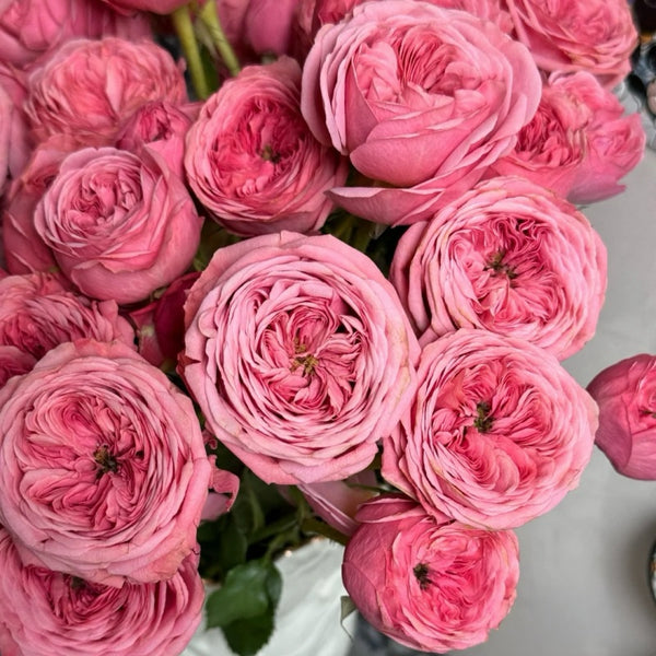 Bella Trendsetter Rose Plant｜潮流贝拉 – Rose_Explosion