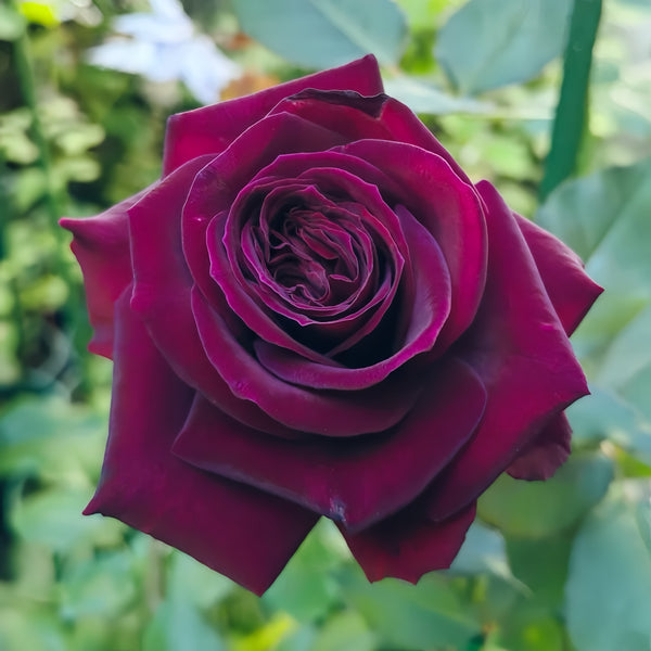 Black Perfumella Rose|暗香 – Rose_Explosion