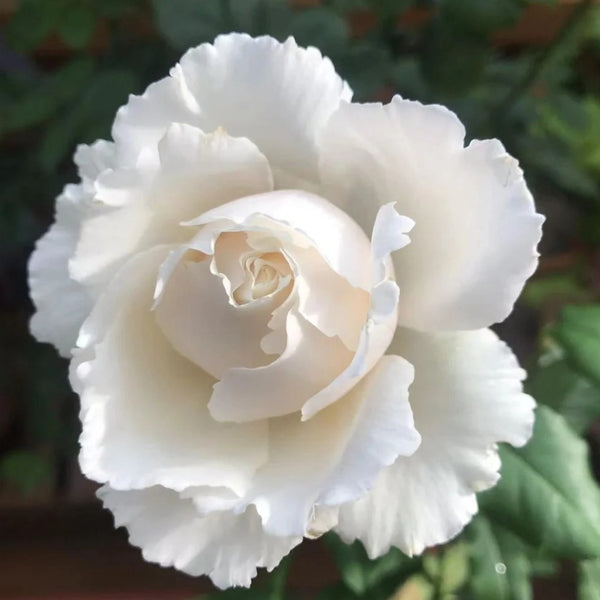 Blanche Neige Rose Plant｜伊芙白雪公主 – Rose_Explosion