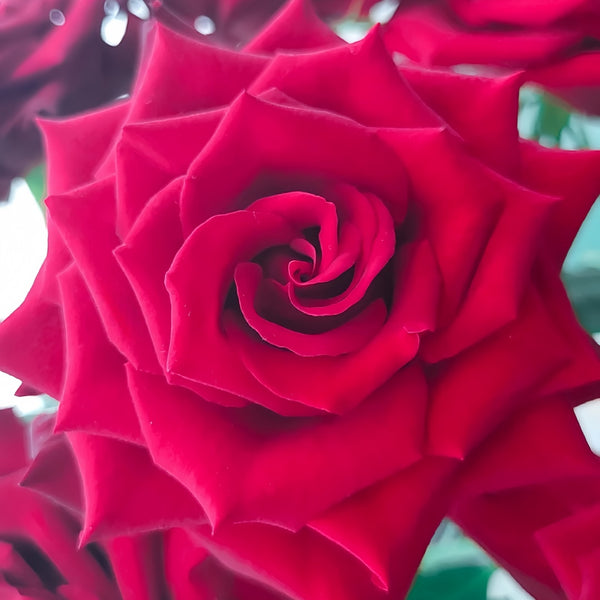 Bloody Rose Plant|布拉迪 – Rose_Explosion