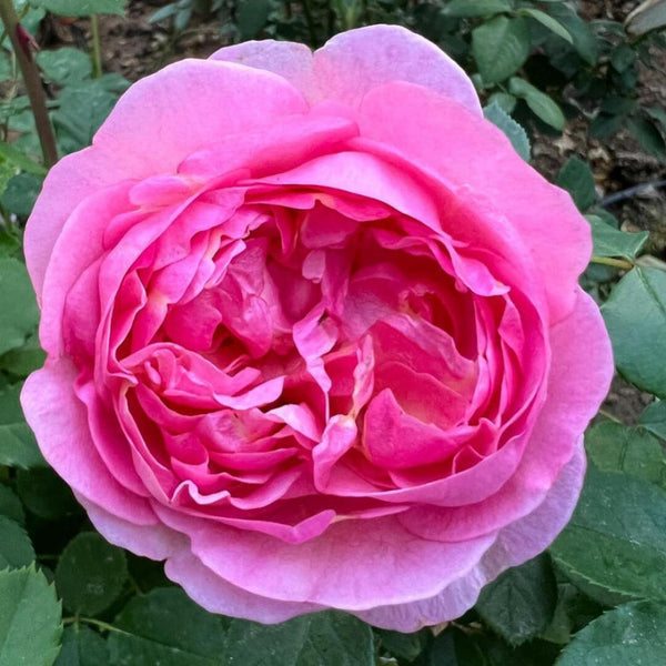 Boscobel Rose – Stunning Garden Beauty – Rose_Explosion