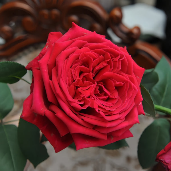Botero Rose Plant|恩典女士 – Rose_Explosion