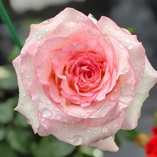 BouLevard Rose Plant|林荫大道 – Rose_Explosion