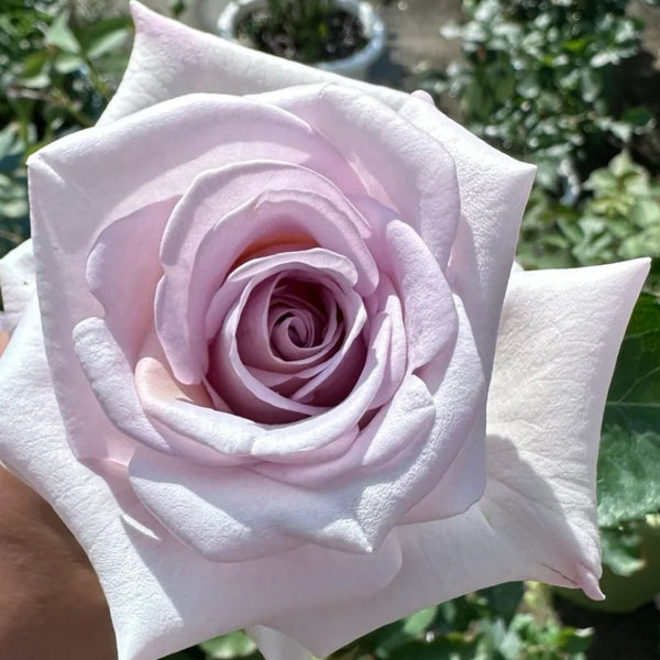 Bounty Way Rose Plant｜赏金之路 – Rose_Explosion