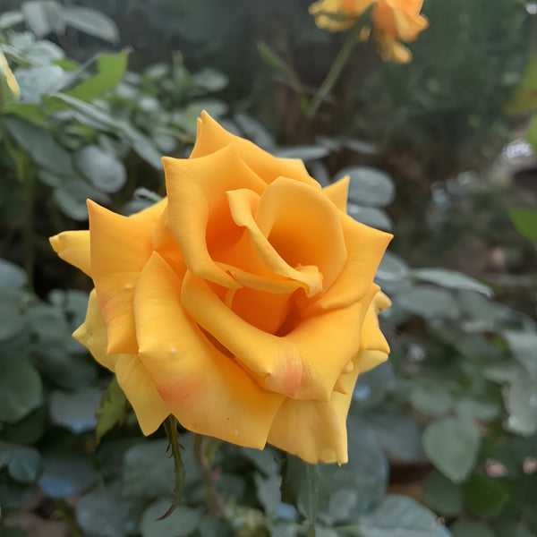 Briliant Rose Plant|辉煌 – Rose_Explosion