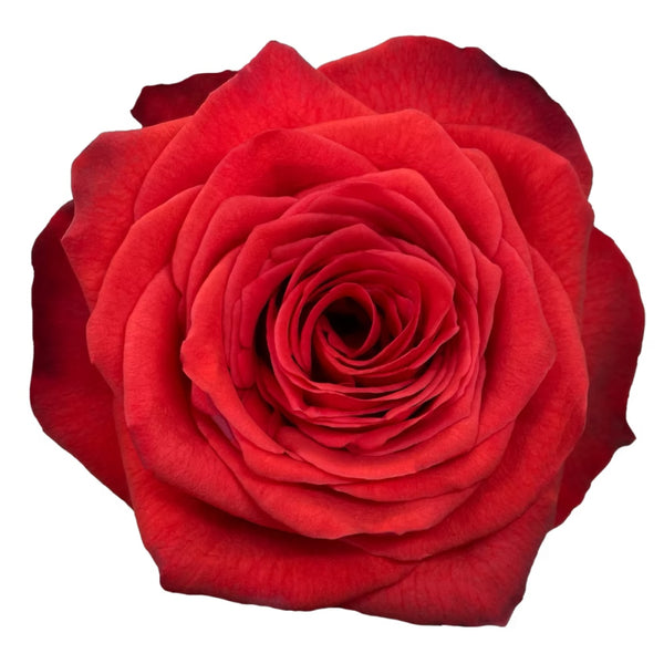 Bromo Rose Plant｜布罗莫 – Rose_Explosion