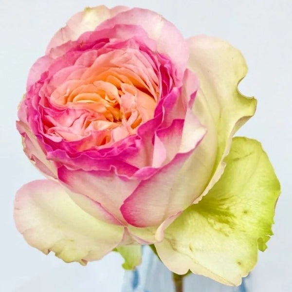 "Butterfly Princess Rose – Elegant, Long-Lasting Cut Roses – Rose_Explosion