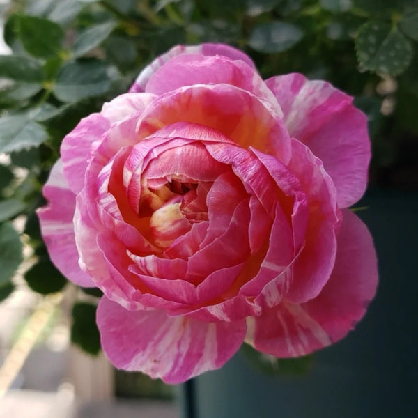 Cache Cache Rose Plant｜躲躲藏藏 – Rose_Explosion