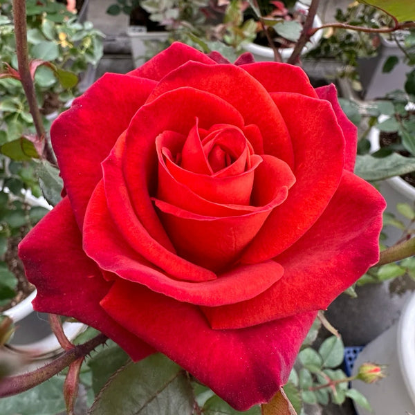 Chiffon Rose: Delicate Elegance and Easy Care – Rose_Explosion