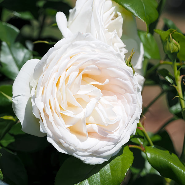Camile Claudel Rose Plant | 心之雕刻 – Rose_Explosion