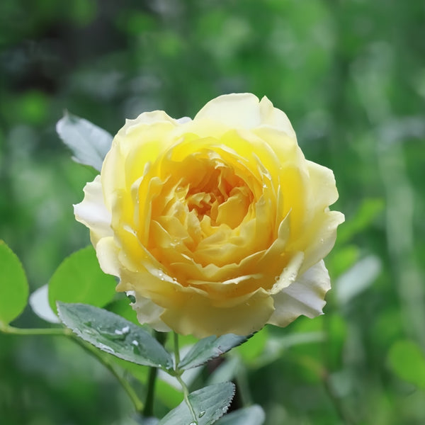 Canary Rose Plant(David Austin)|金丝雀 – Rose_Explosion