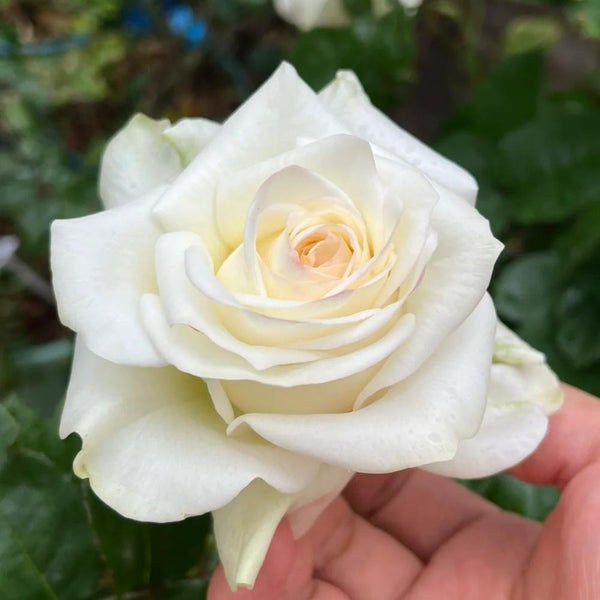 White Candlelight Rose Plant: A Touch of Elegance – Rose_Explosion