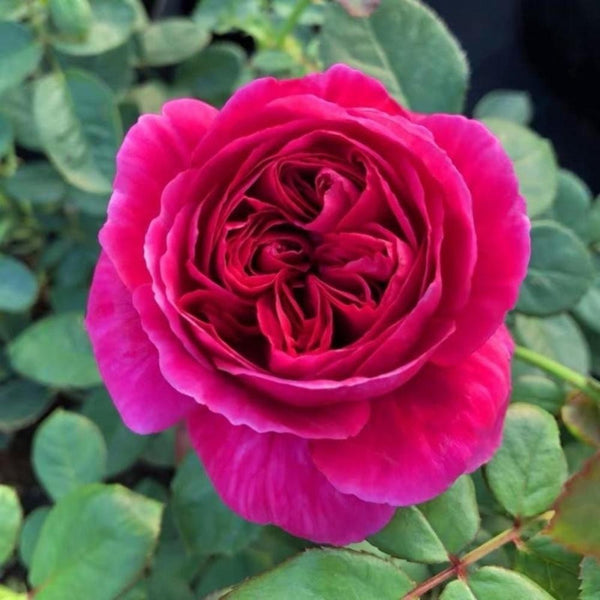 Cantina Rose – Captivating Garden Elegance – Rose_Explosion