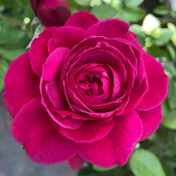 Elegant Capability Rose Plant for a Stunning Rose Garden – Rose_Explosion