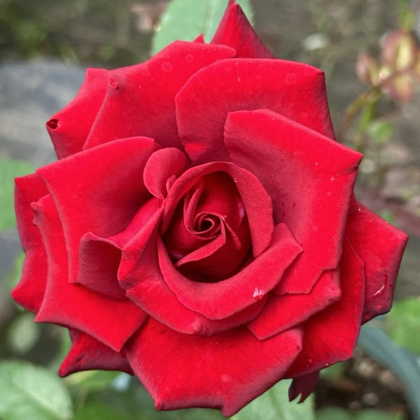 Carola Rose Plant｜卡罗拉 – Rose_Explosion