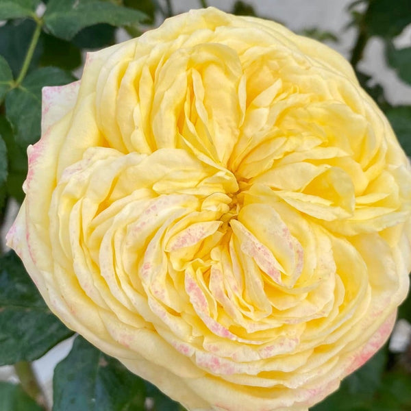 Cassandra Rose Plant｜卡桑德拉 – Rose_Explosion